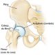 Entenda a anatomia do quadril - Dr. Eduardo Gomes Machado - Ortopedista